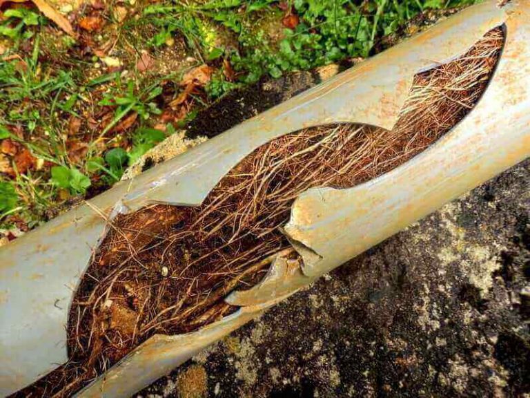 How Trees and Shrubs Can Burst Your Pipes - A House in the Hills