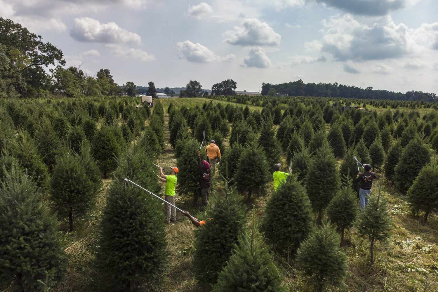 The Story Of Banned Christmas Trees In The White House - A House in the ...