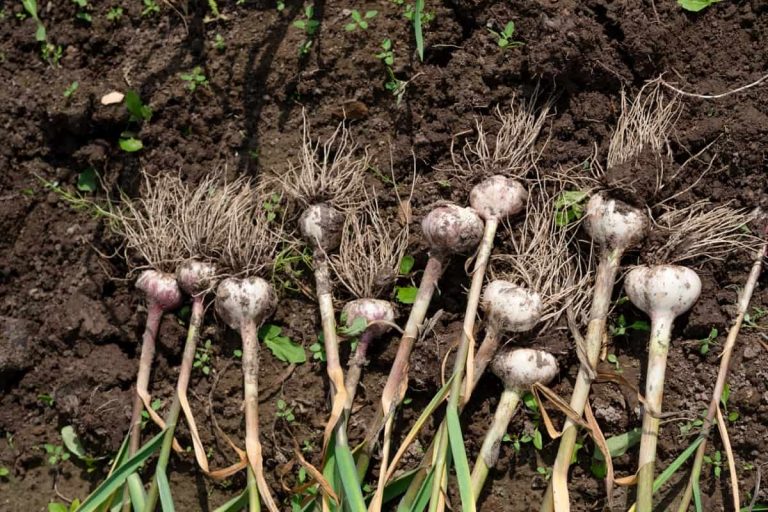 Mastering Garlic Cultivation: Your Guide to Growing This Culinary ...
