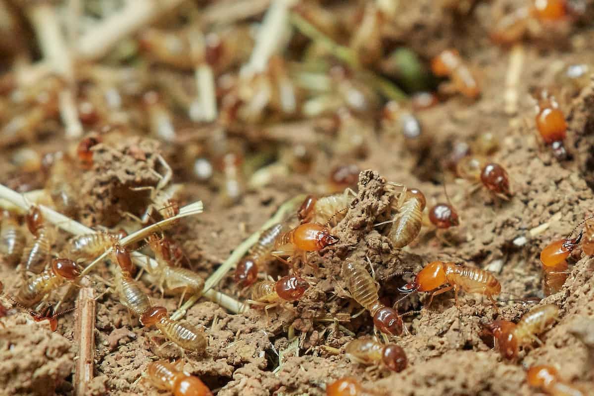 Ditch the Chemicals! Natural Termite Prevention Solutions That Work - A ...