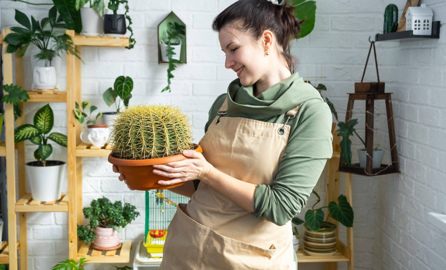 How To Take Care Of Cactus Indoors: A Beginner's Guide - A House in the ...