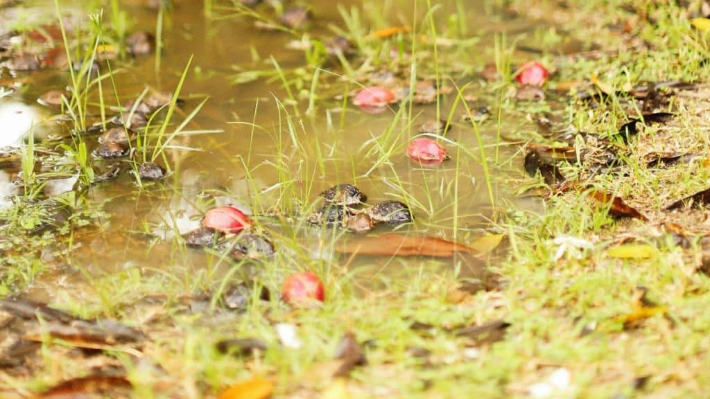 Common Drainage Problems and How to Fix Them: Expert Tips and Tricks ...