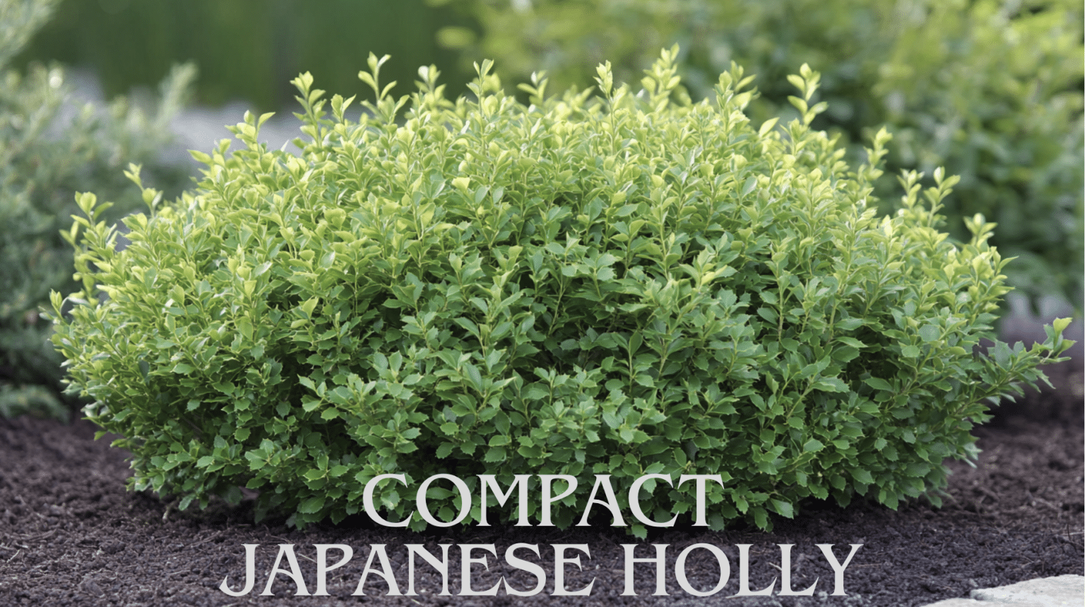 Compact Japanese Holly 101: Planting, Care, and Fun Facts - A House in ...