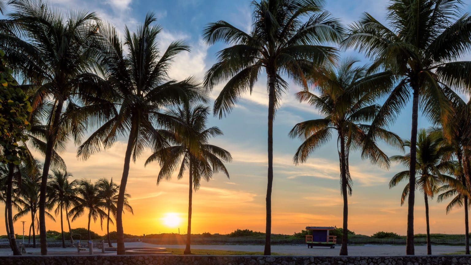 5 Tips on How to Spot Palm Trees and Treat Them: Los Angeles Guide - A ...