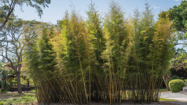 How Long Does It Take for Bamboo to Grow? - A House in the Hills