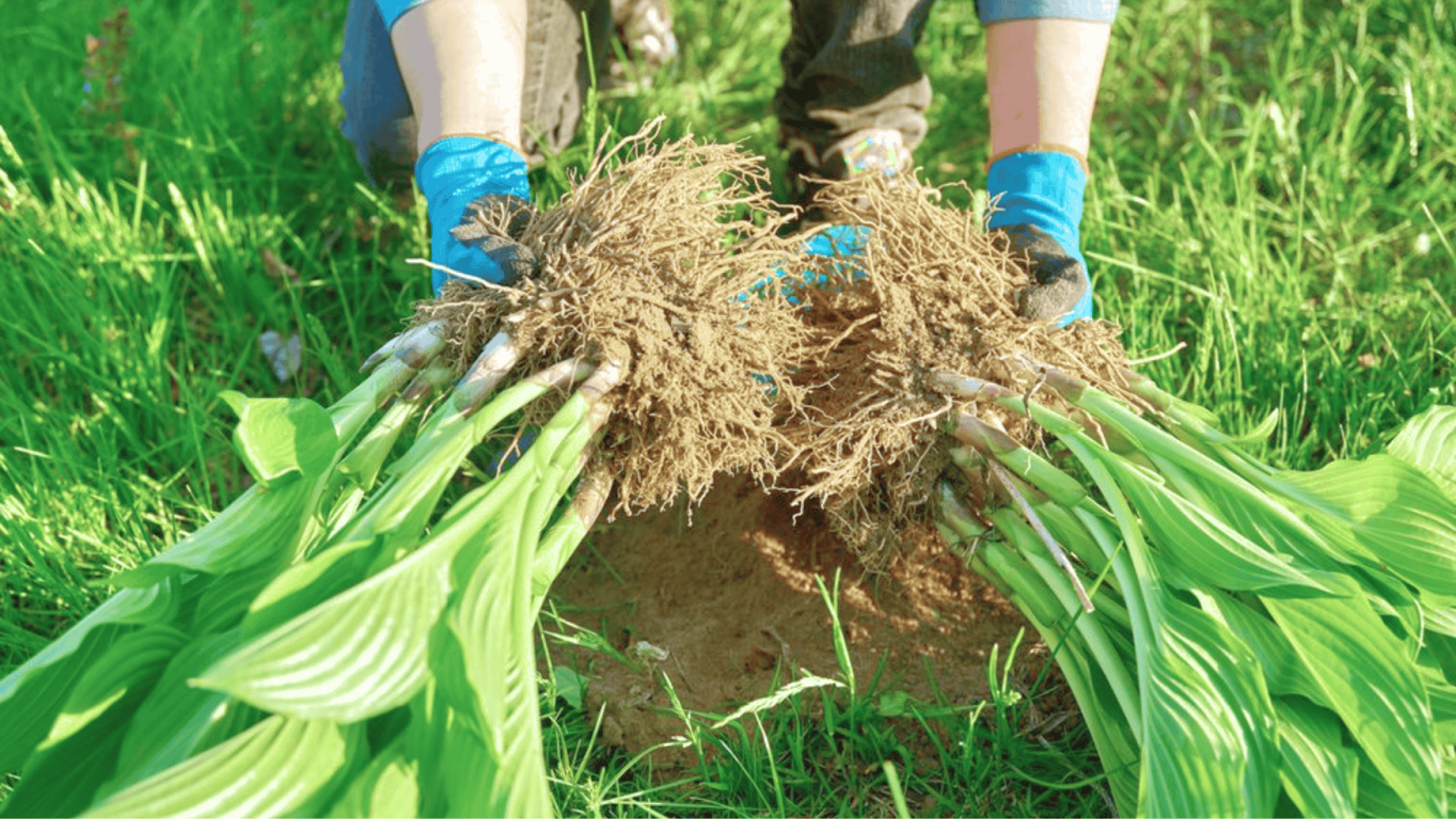 When to Divide Hostas: Best Time with Steps - A House in the Hills