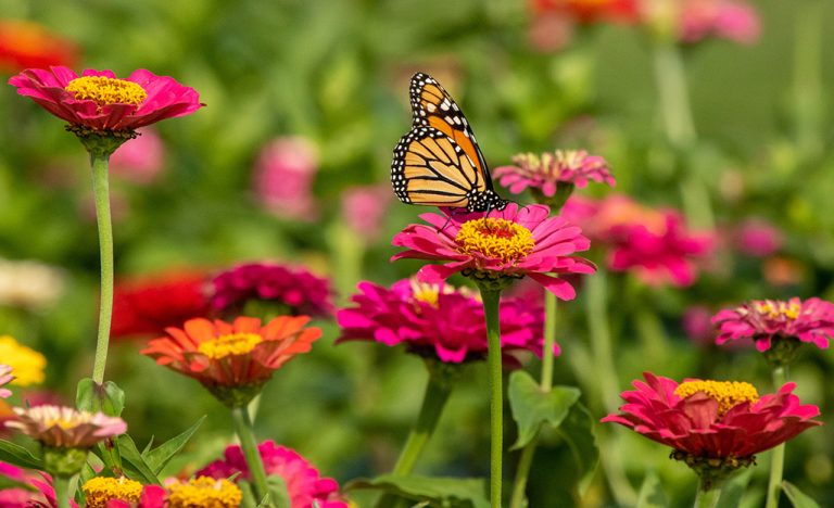 Butterfly Garden Flowers That Bloom All Season Long - A House in the Hills
