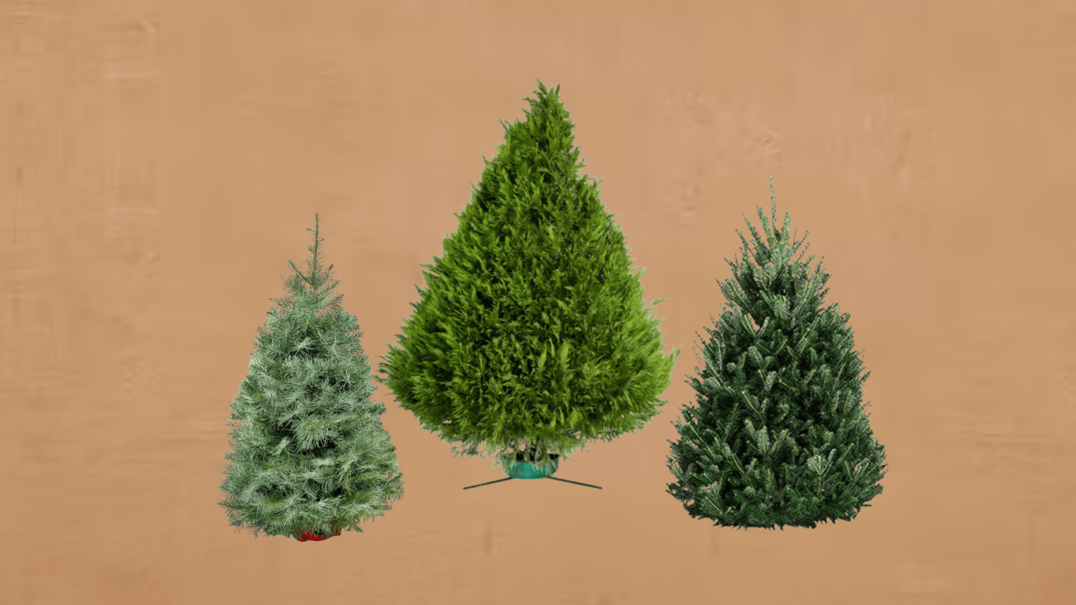 Find the Best Type of Christmas Tree for You - A House in the Hills